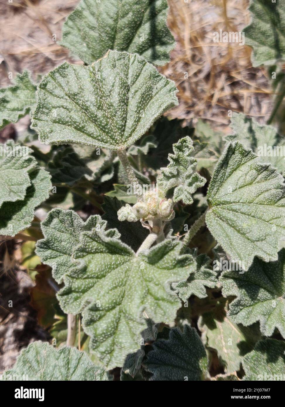 Alkali mallow malvella leprosa hi-res stock photography and images - Alamy