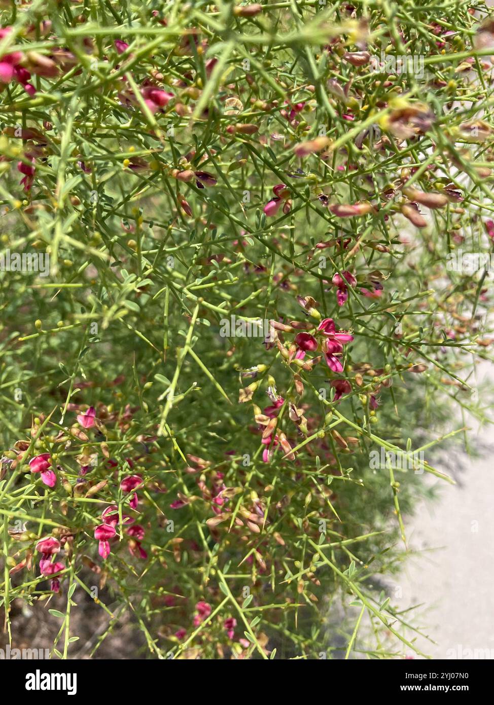 camel thorn (Alhagi maurorum Stock Photo - Alamy