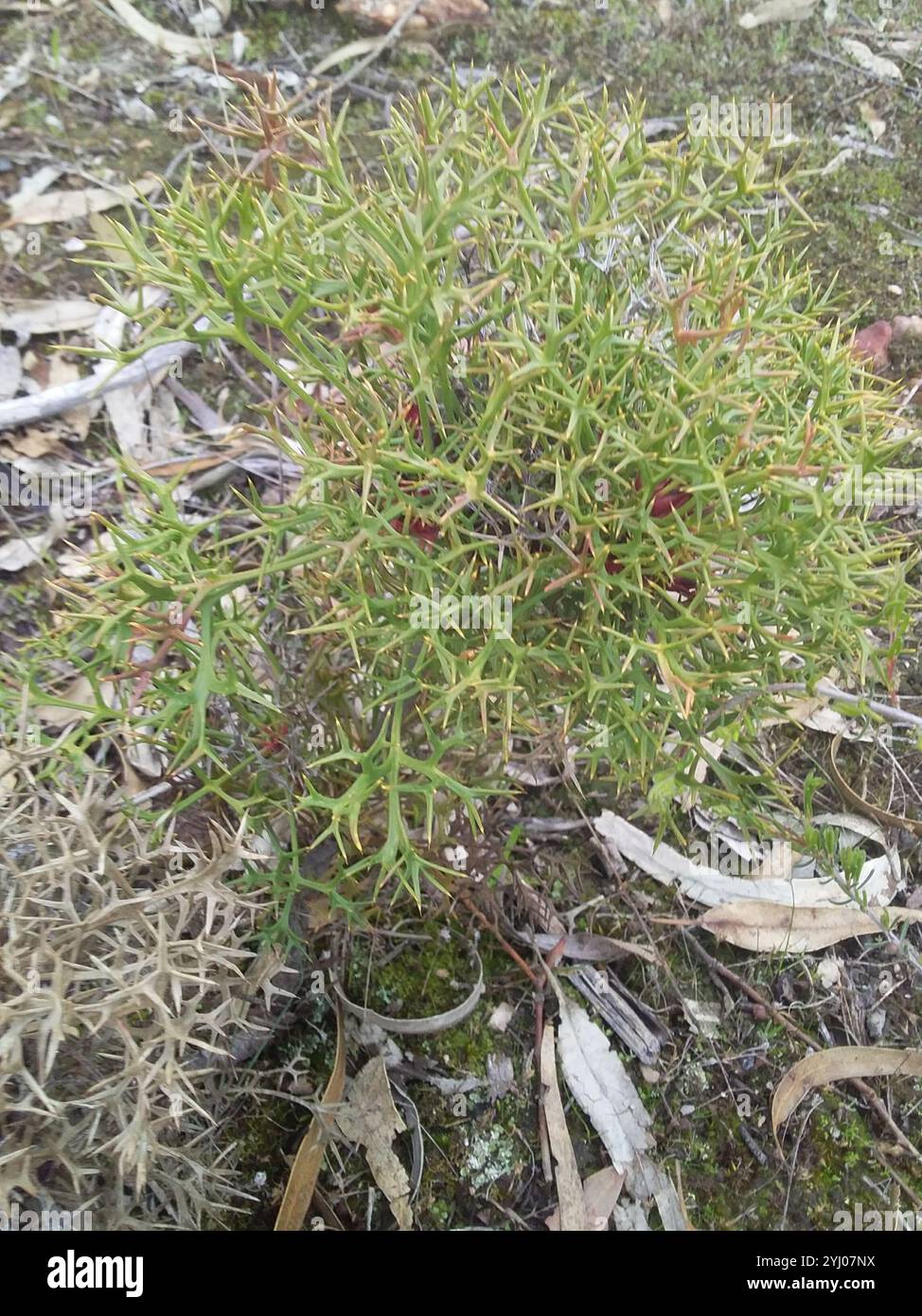 Horny Cone-bush (Isopogon ceratophyllus Stock Photo - Alamy