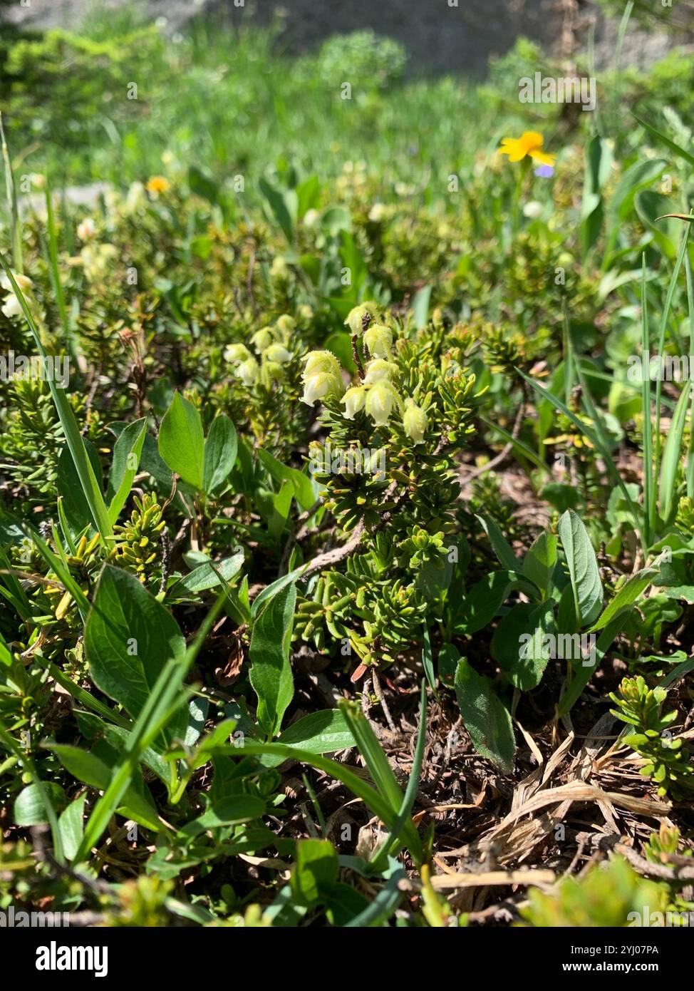 Yellow Mountain-heath (Phyllodoce glanduliflora Stock Photo - Alamy