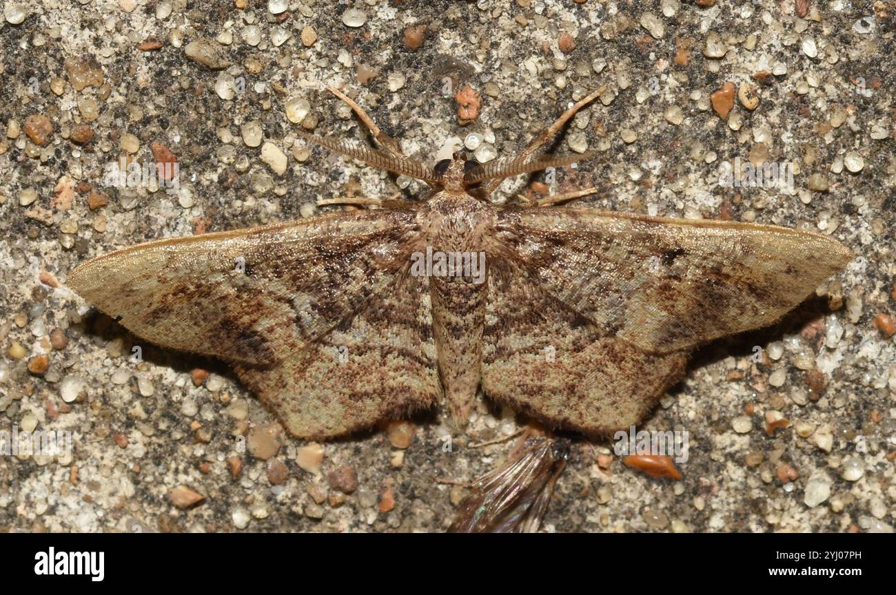Unipunctata hi-res stock photography and images - Alamy