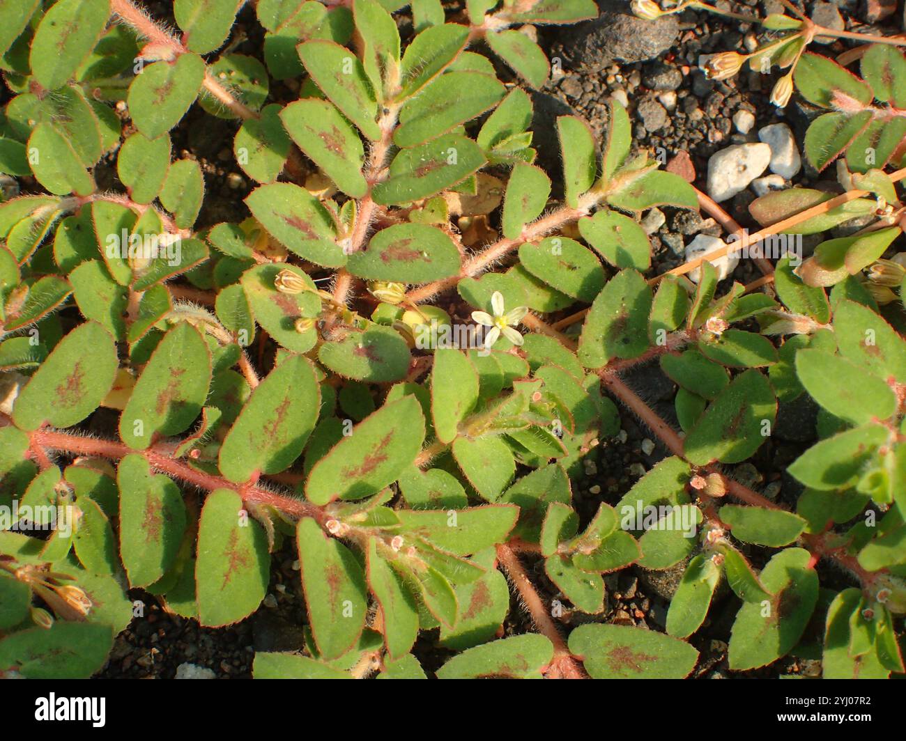 Spotted spurge (Euphorbia maculata Stock Photo - Alamy