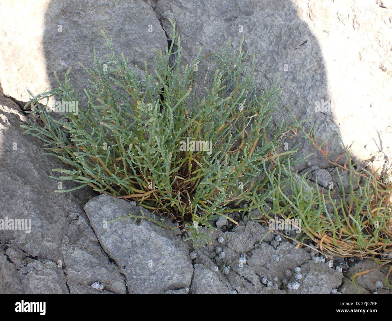 Pacific Glasswort (Salicornia pacifica Stock Photo - Alamy