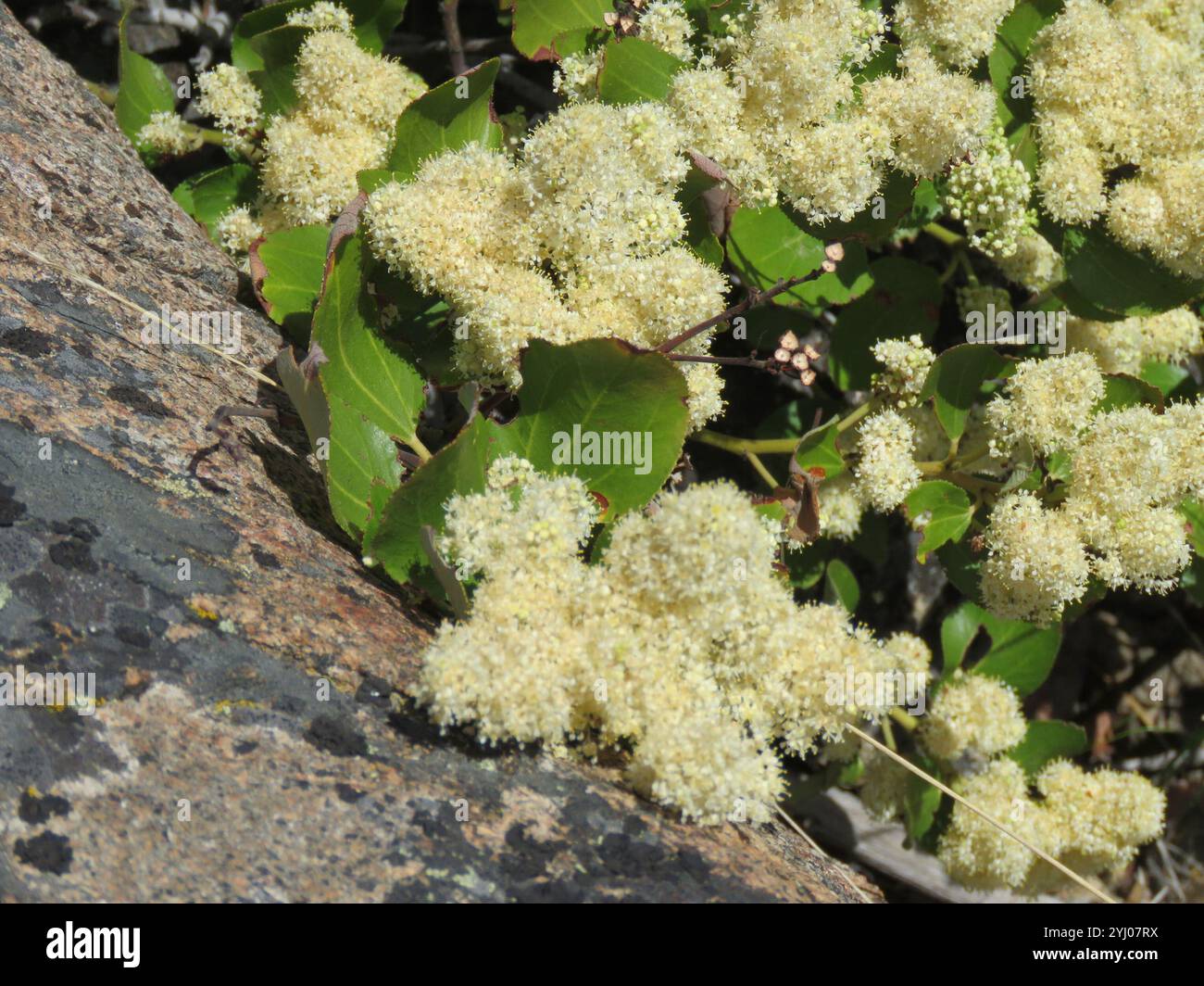 Snowbrush Ceanothus (Ceanothus velutinus Stock Photo - Alamy