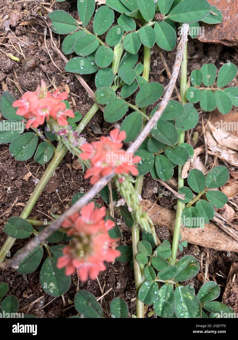 Creeping Indigo (Indigofera spicata Stock Photo - Alamy