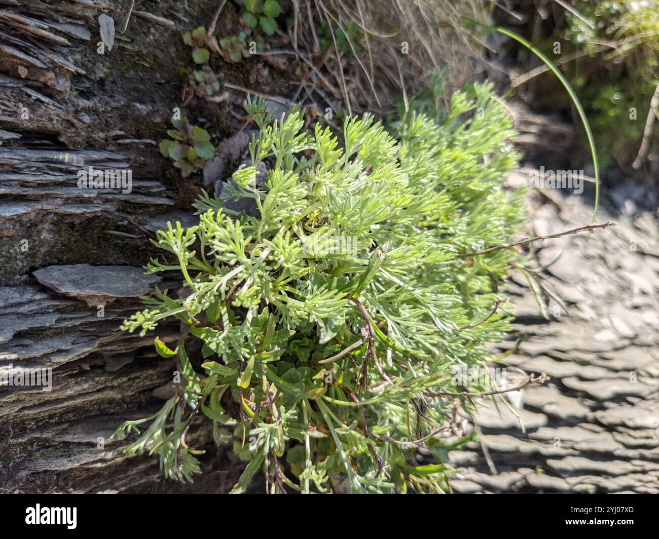 Black Wormwood (Artemisia genipi Stock Photo - Alamy