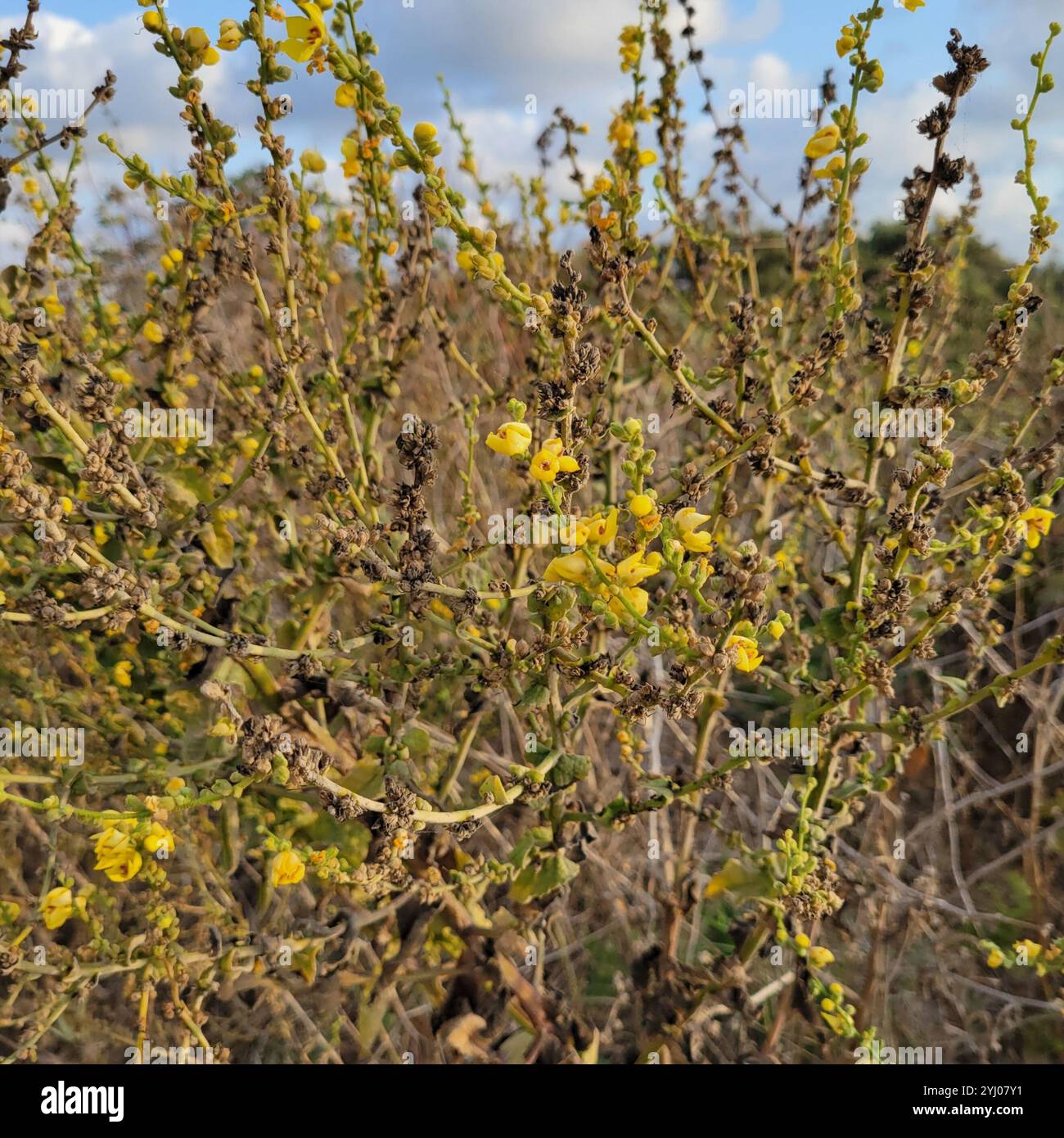 Mullein verbascum sinuatum hi-res stock photography and images - Alamy