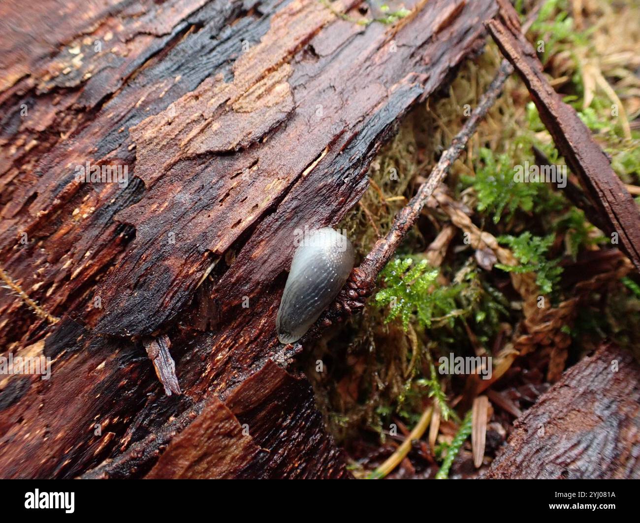 Common Land Snails and Slugs (Stylommatophora Stock Photo - Alamy