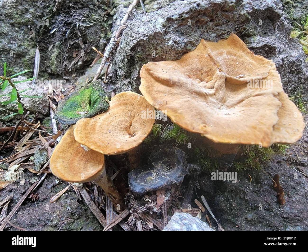 Brown Funnel Polypore (Coltricia perennis Stock Photo - Alamy
