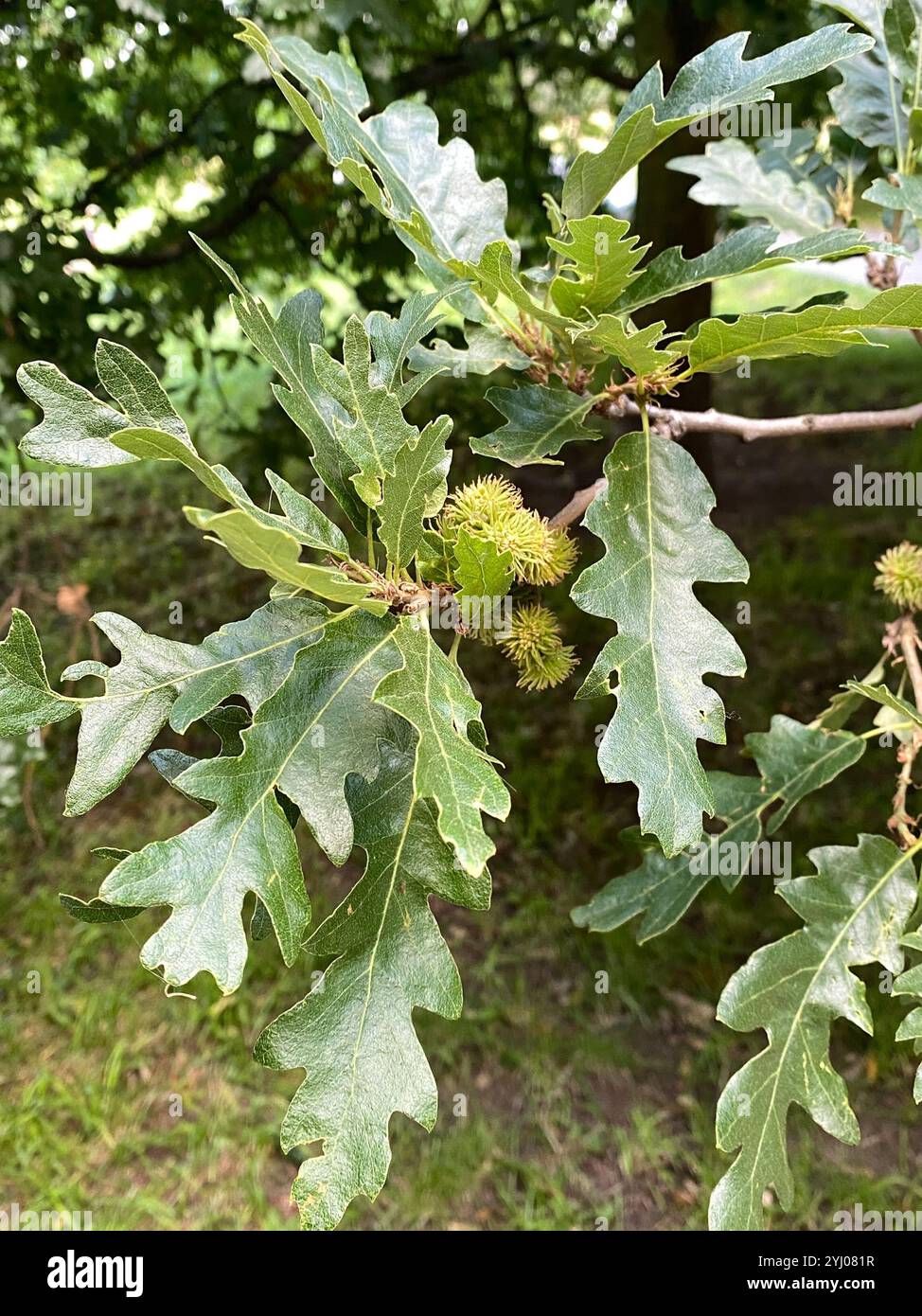 Turkey Oak (Quercus cerris Stock Photo - Alamy