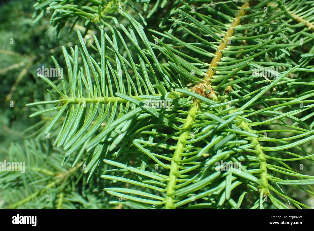 California Red Fir (Abies magnifica magnifica Stock Photo - Alamy
