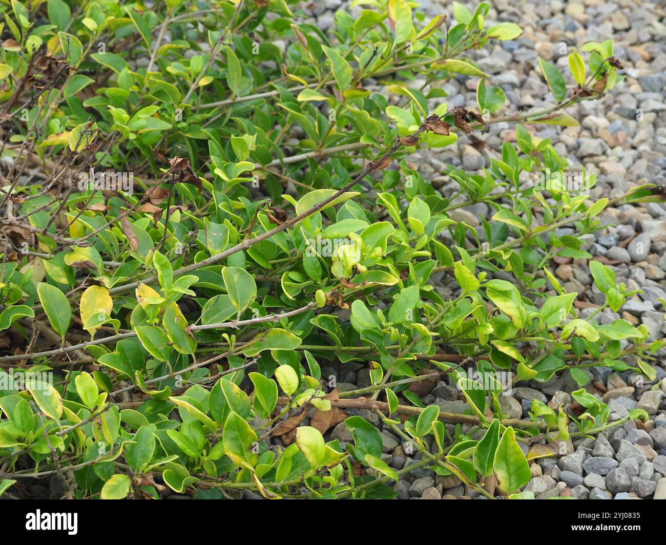 scrambling clerodendrum (Volkameria inermis Stock Photo - Alamy
