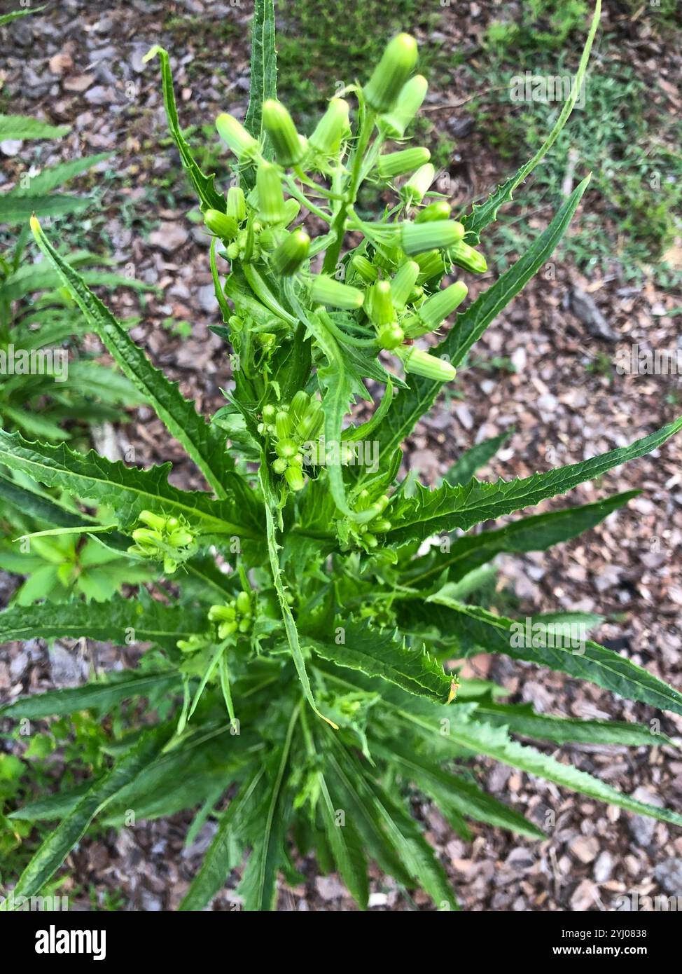 American burnweed hi-res stock photography and images - Alamy