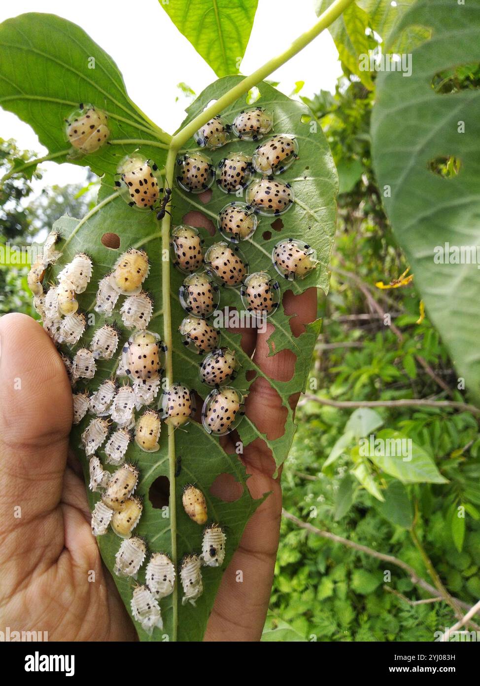 Asian Spotted Tortoise Beetle (Aspidimorpha miliaris Stock Photo - Alamy