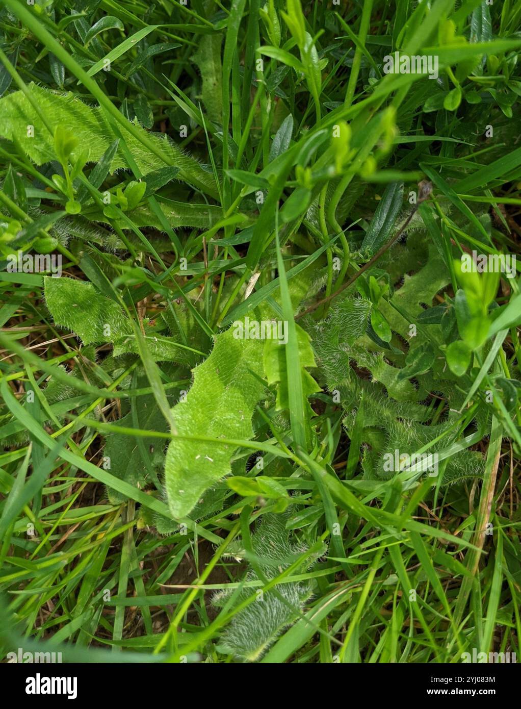 Common Cat's-ear (Hypochaeris radicata Stock Photo - Alamy