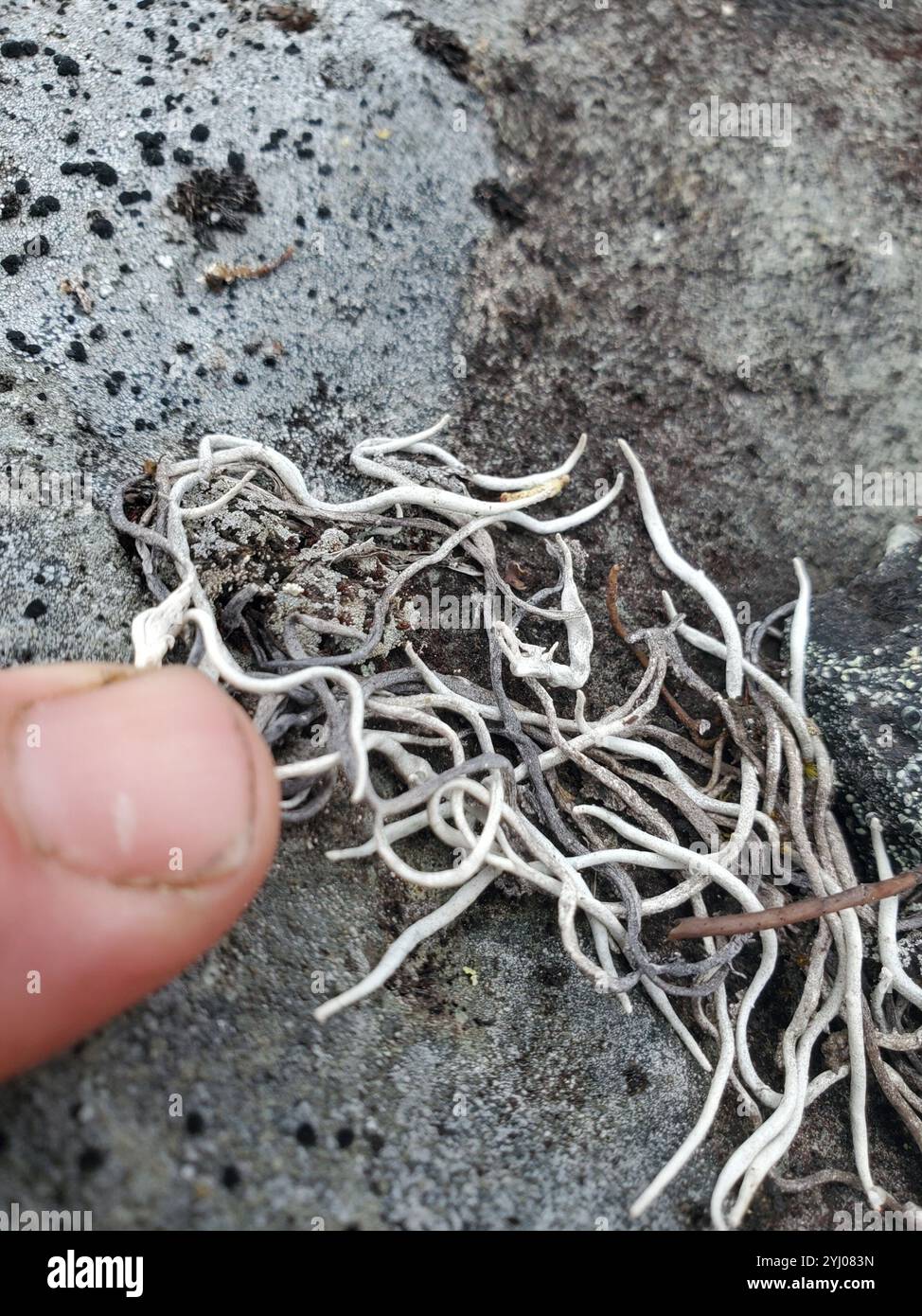Whiteworm Lichen (Thamnolia vermicularis Stock Photo - Alamy
