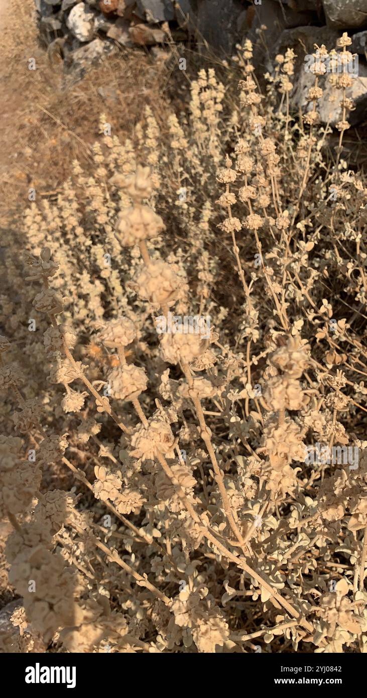 Pseudodictamnus hi-res stock photography and images - Alamy