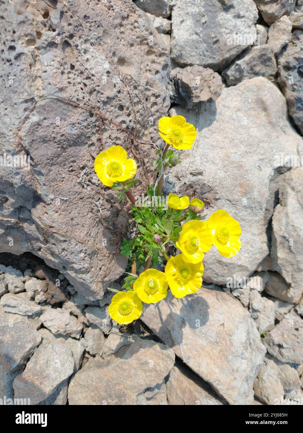 Eschscholtz's Buttercup (Ranunculus eschscholtzii Stock Photo - Alamy