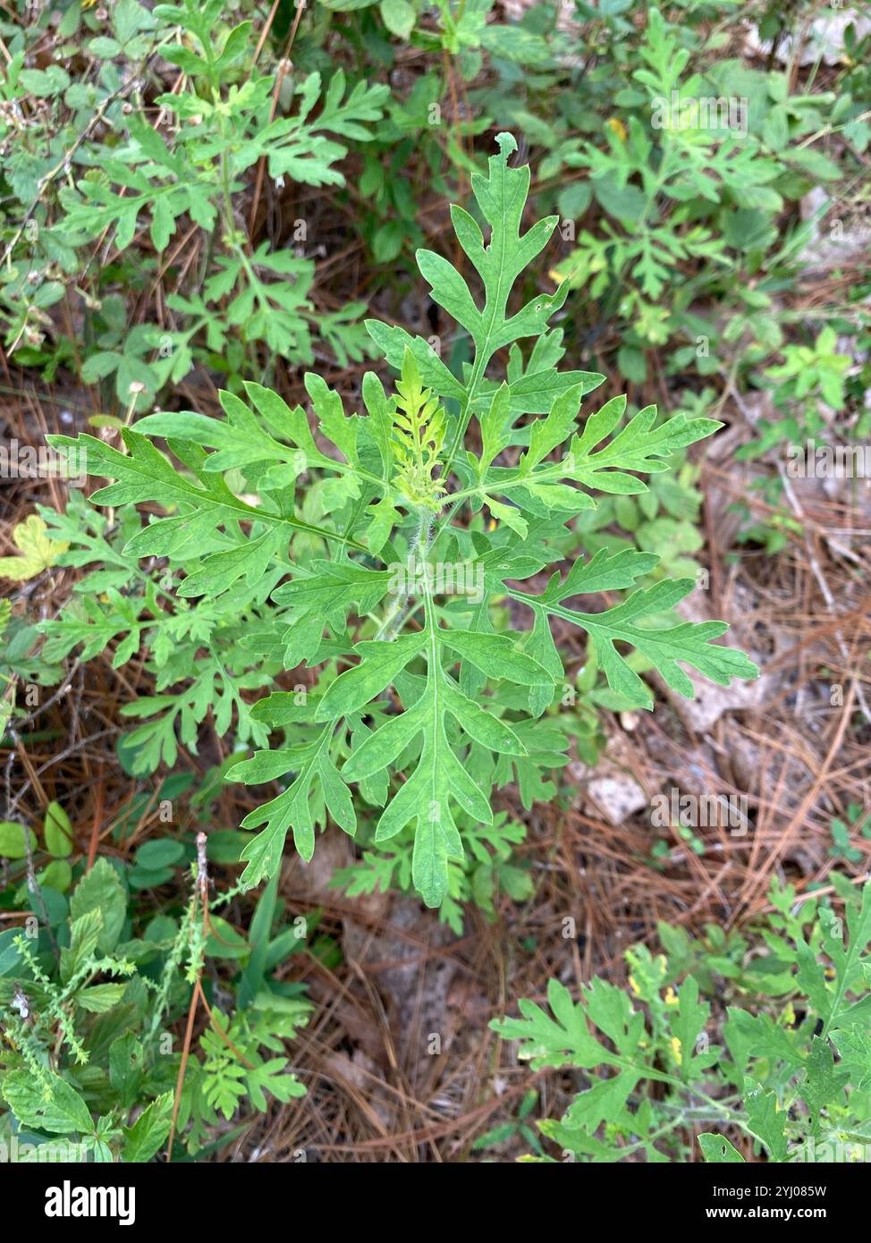 western ragweed (Ambrosia psilostachya Stock Photo - Alamy
