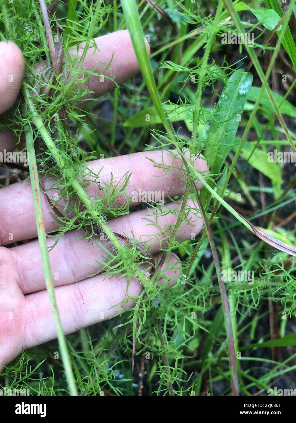 Cassioides hi-res stock photography and images - Alamy