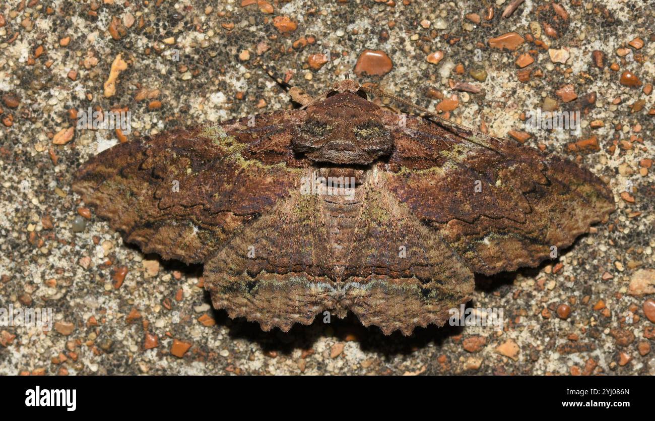 Lunate Zale Moth (Zale lunata Stock Photo - Alamy