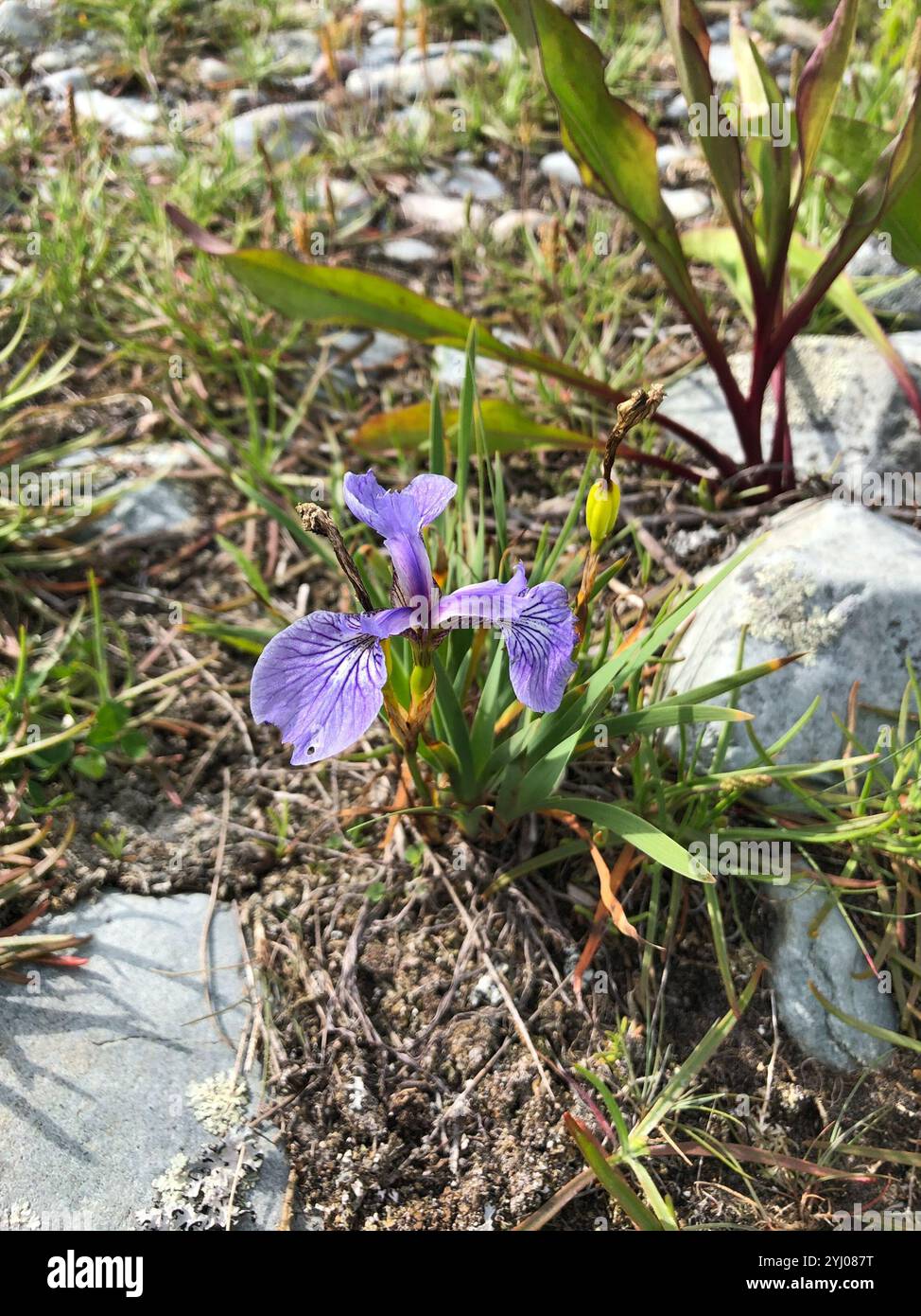 beach-head iris (Iris hookeri Stock Photo - Alamy
