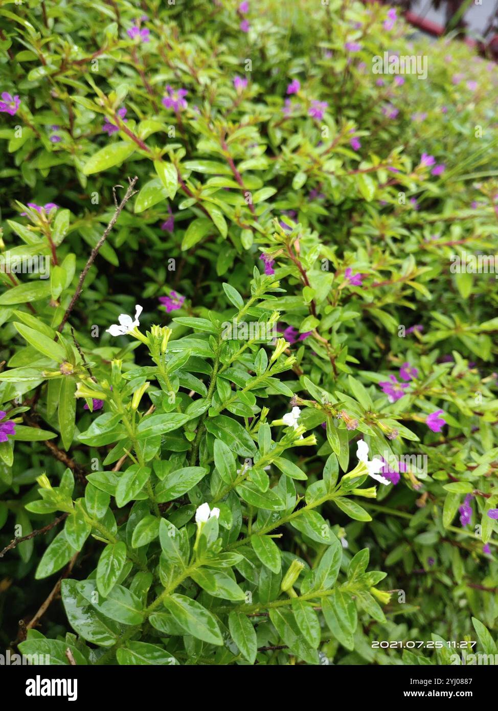 False heather (Cuphea hyssopifolia Stock Photo - Alamy
