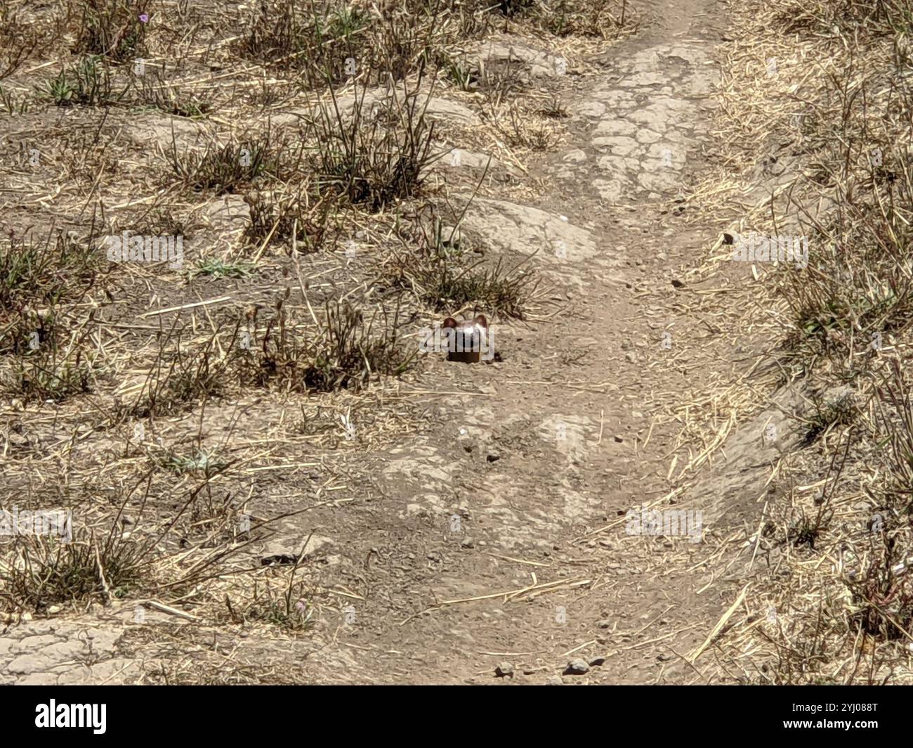 Long-tailed Weasel (Neogale frenata Stock Photo - Alamy