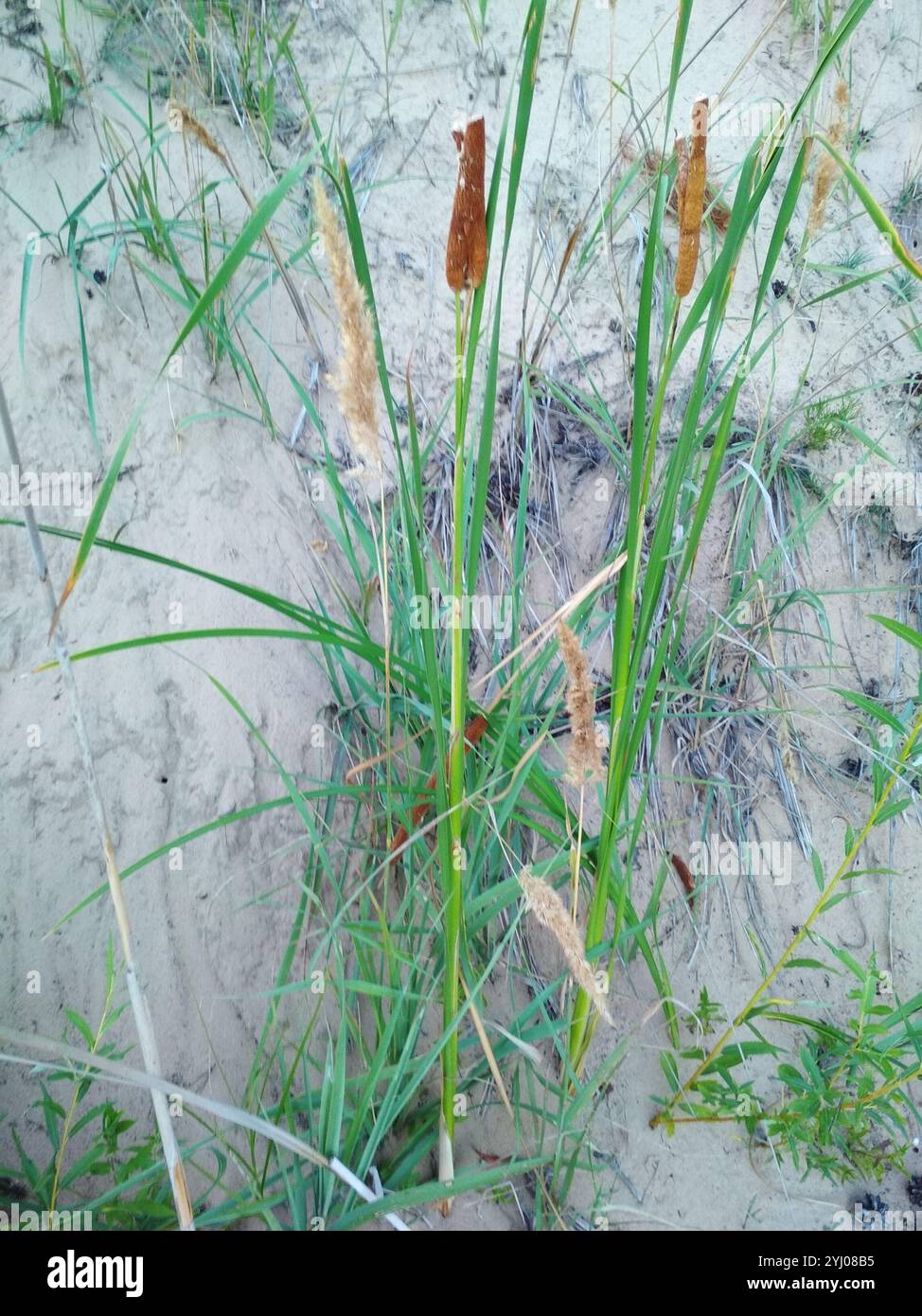 narrow-leaved cattail (Typha angustifolia Stock Photo - Alamy
