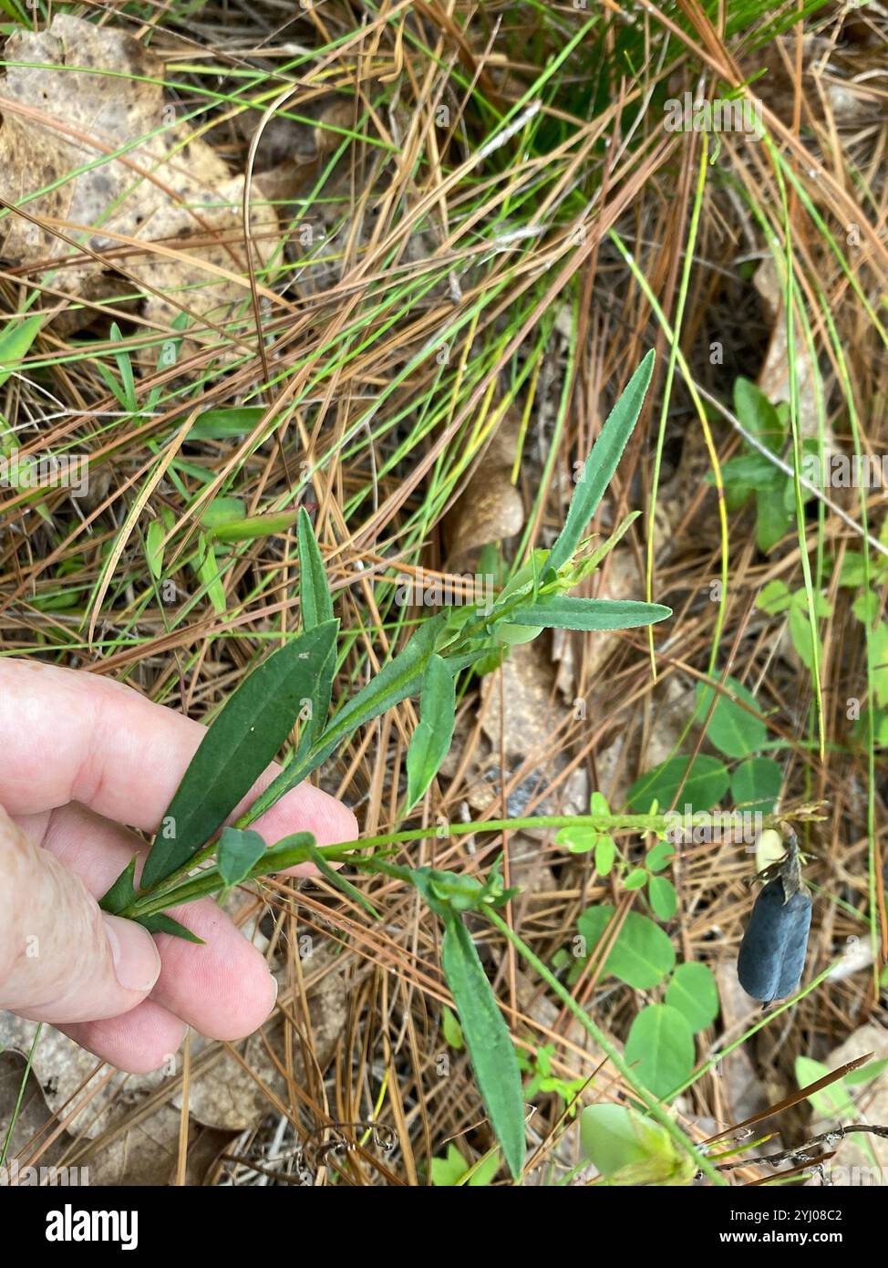 Coastal plain rattlebox (Crotalaria purshii Stock Photo - Alamy