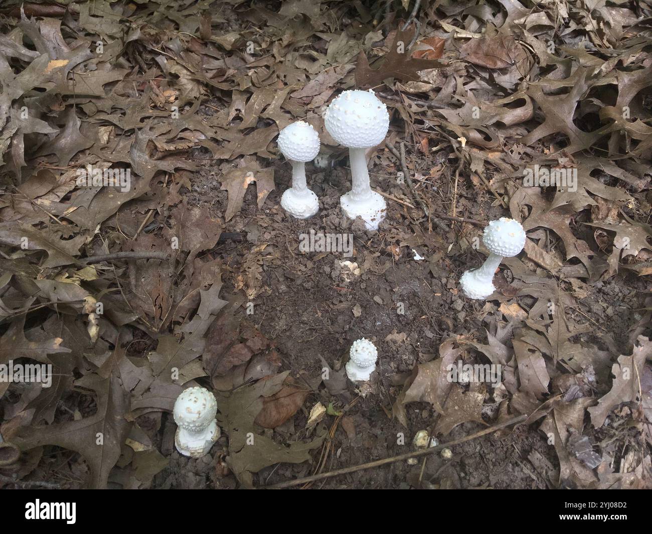 American Abrupt-Bulbed Lepidella (Amanita abrupta Stock Photo - Alamy