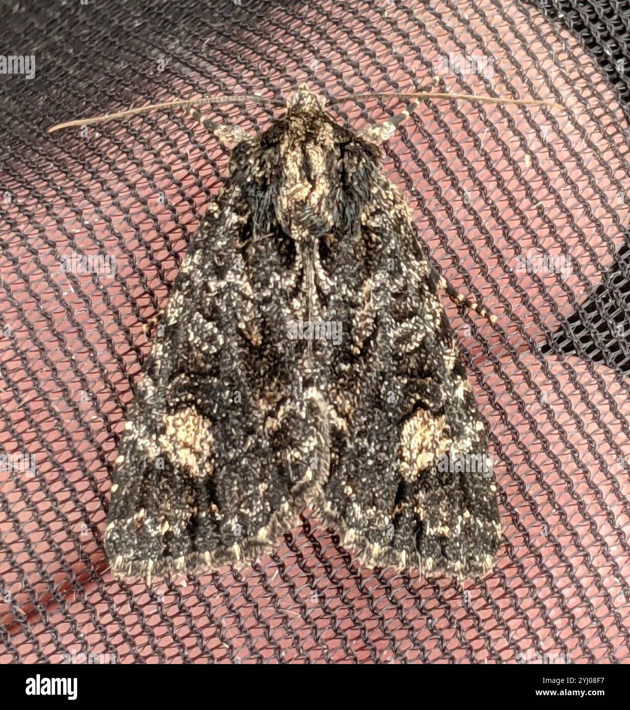 Yellow-headed Cutworm Moth (Apamea amputatrix Stock Photo - Alamy