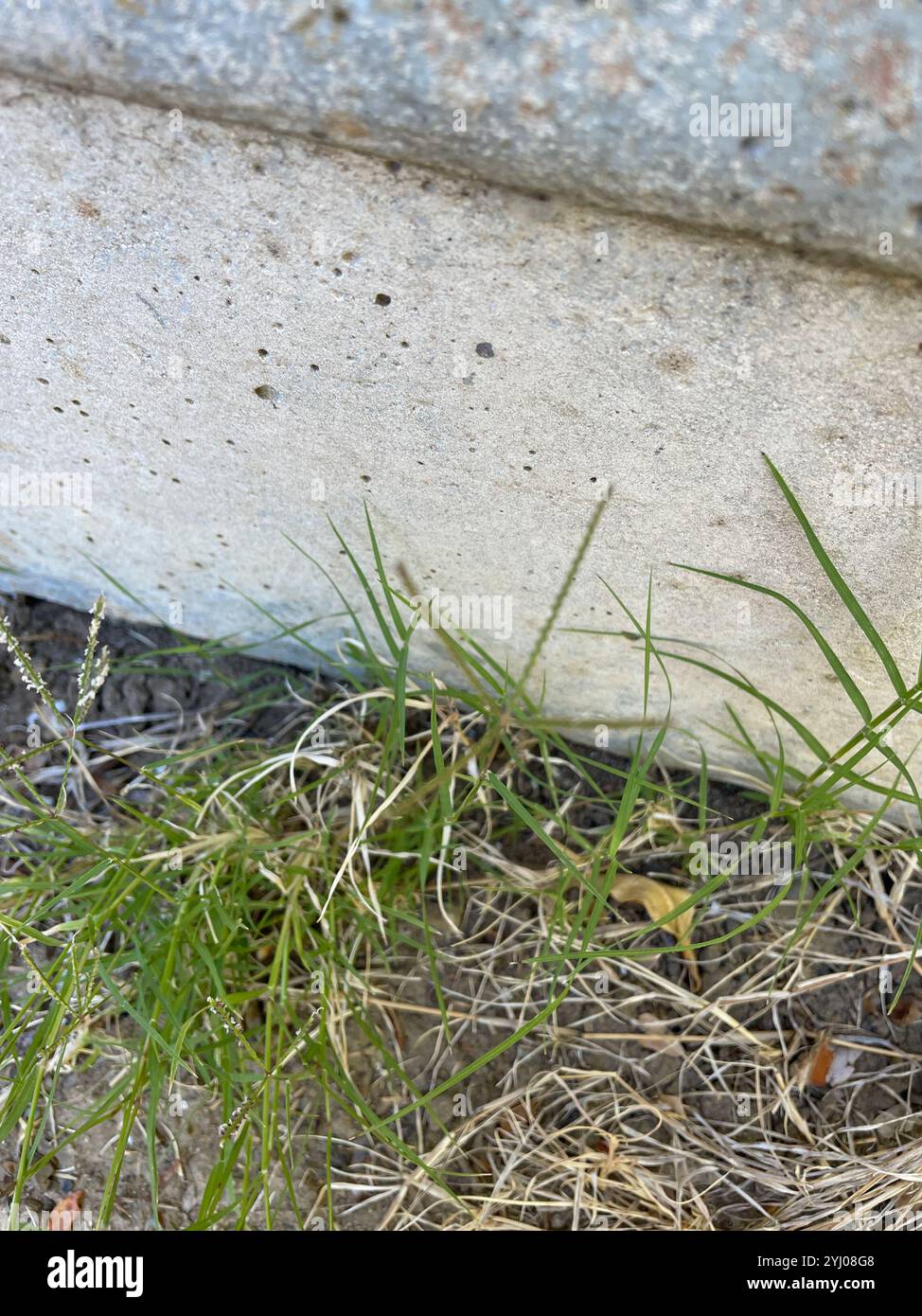 Bermuda grass (Cynodon dactylon Stock Photo - Alamy