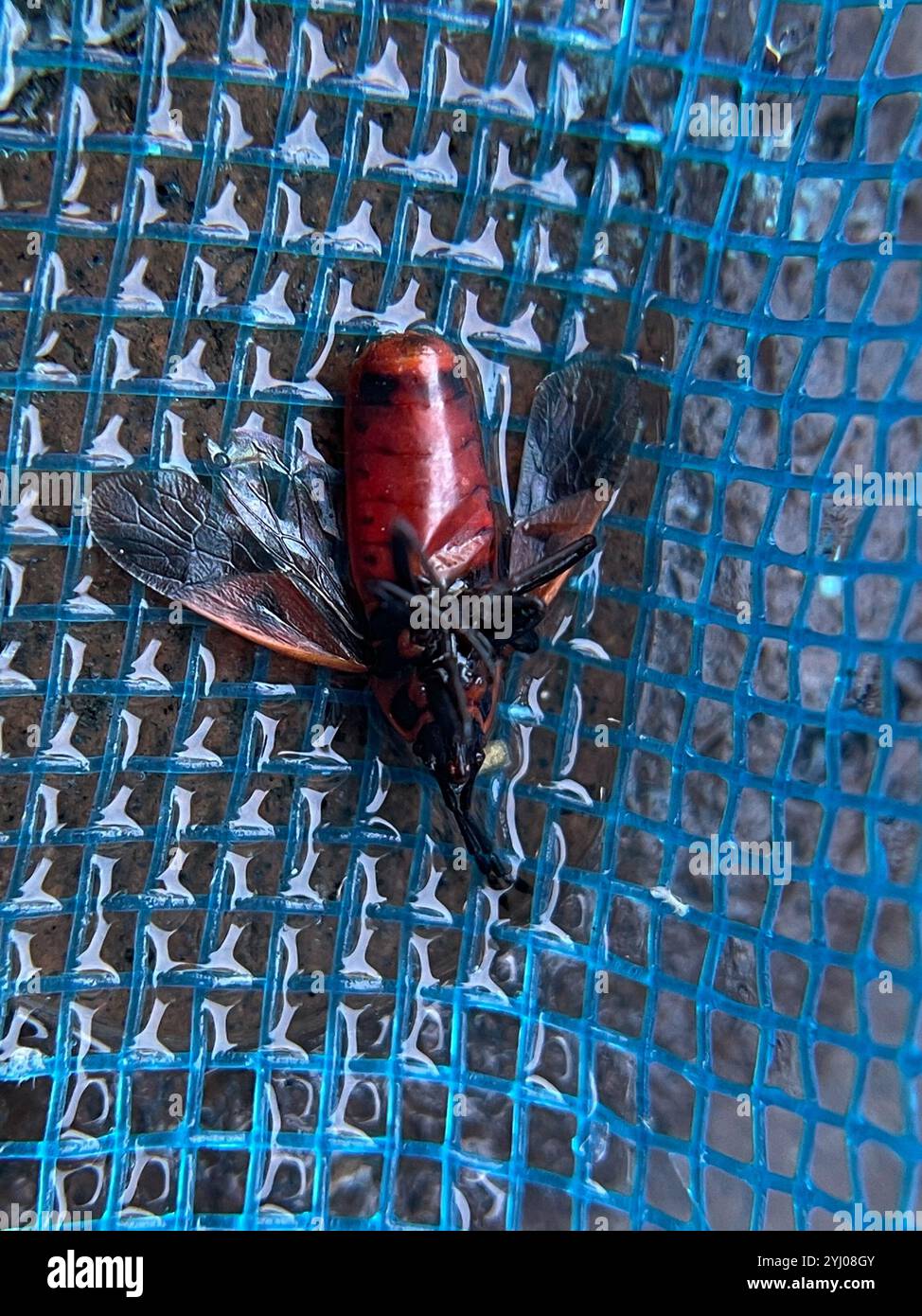 Mediterranean red bug (Scantius aegyptius Stock Photo - Alamy