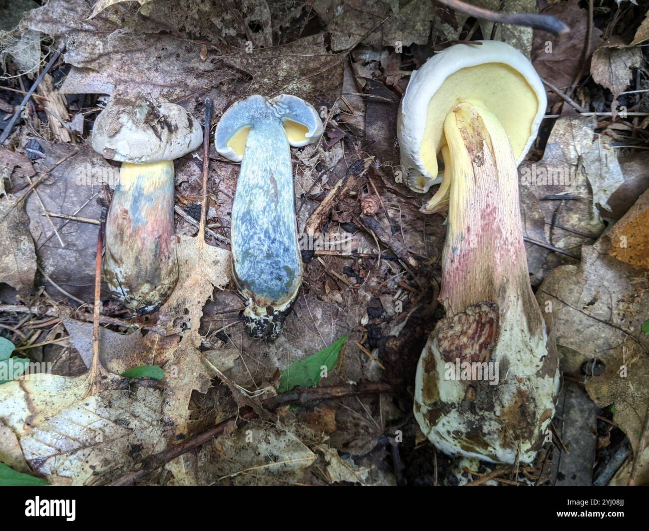 Boletus sensibilis hi-res stock photography and images - Alamy