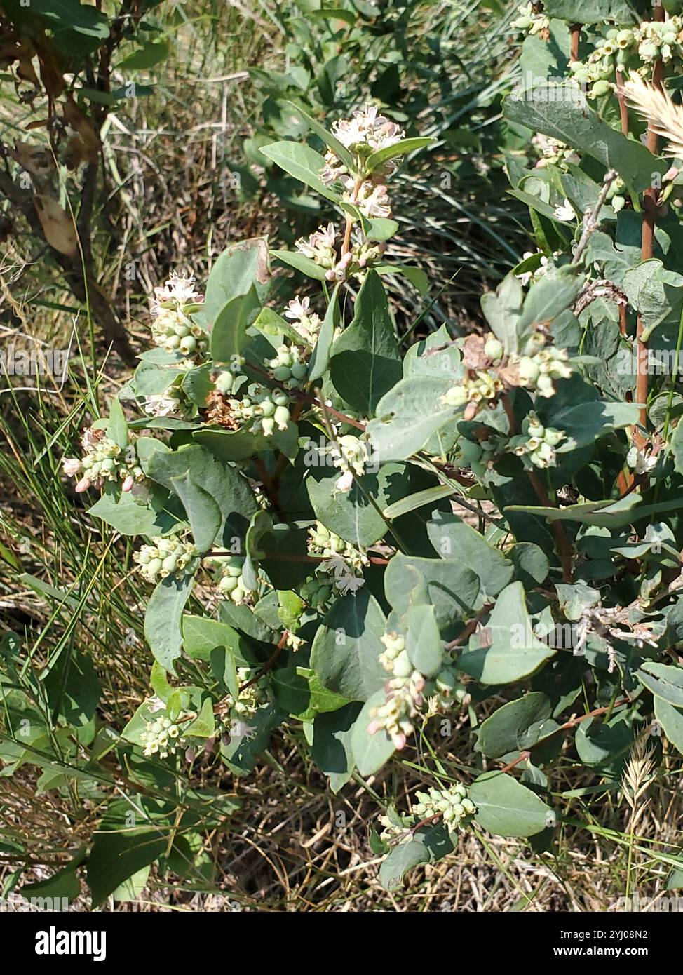 Western Snowberry (Symphoricarpos occidentalis Stock Photo - Alamy