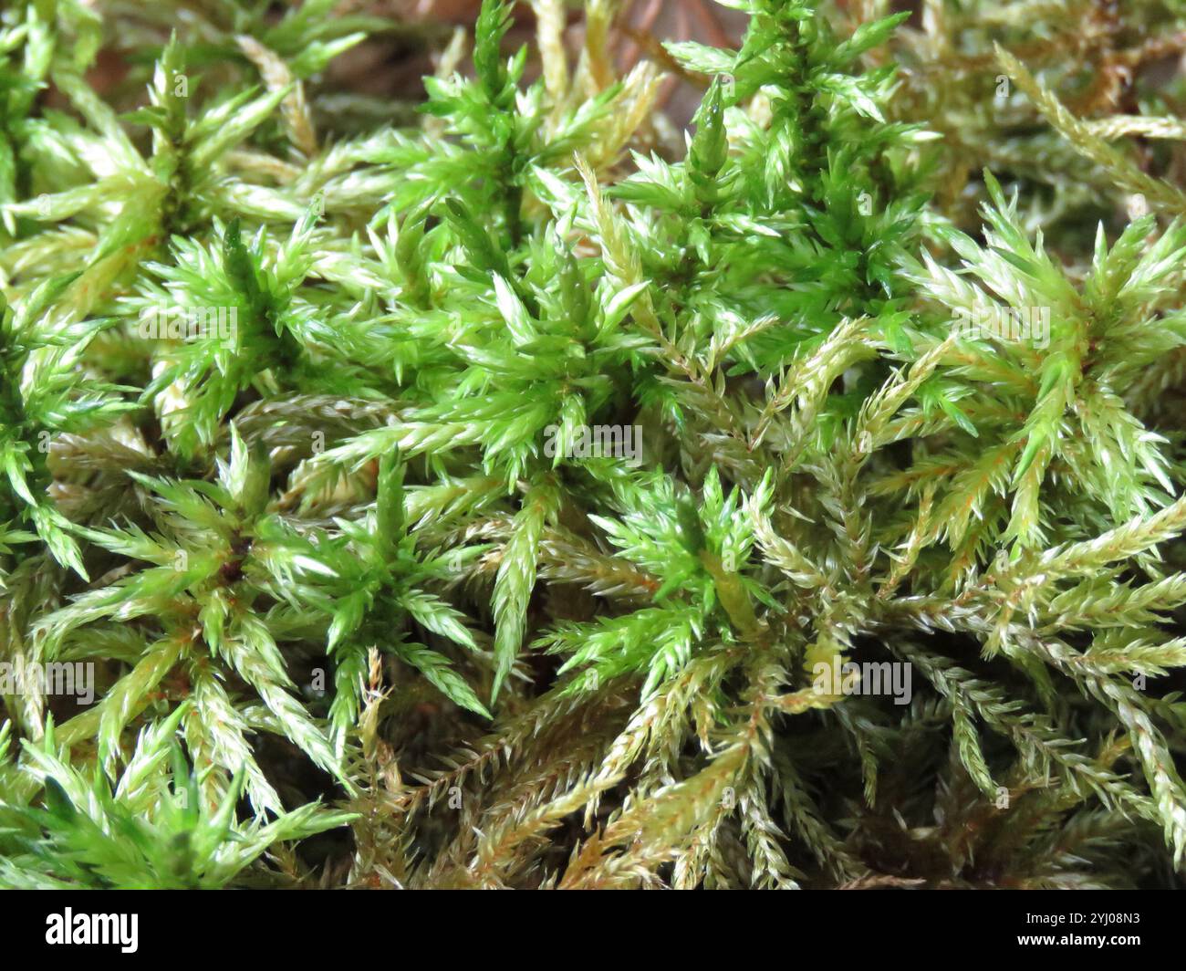 Climacium hi-res stock photography and images - Alamy