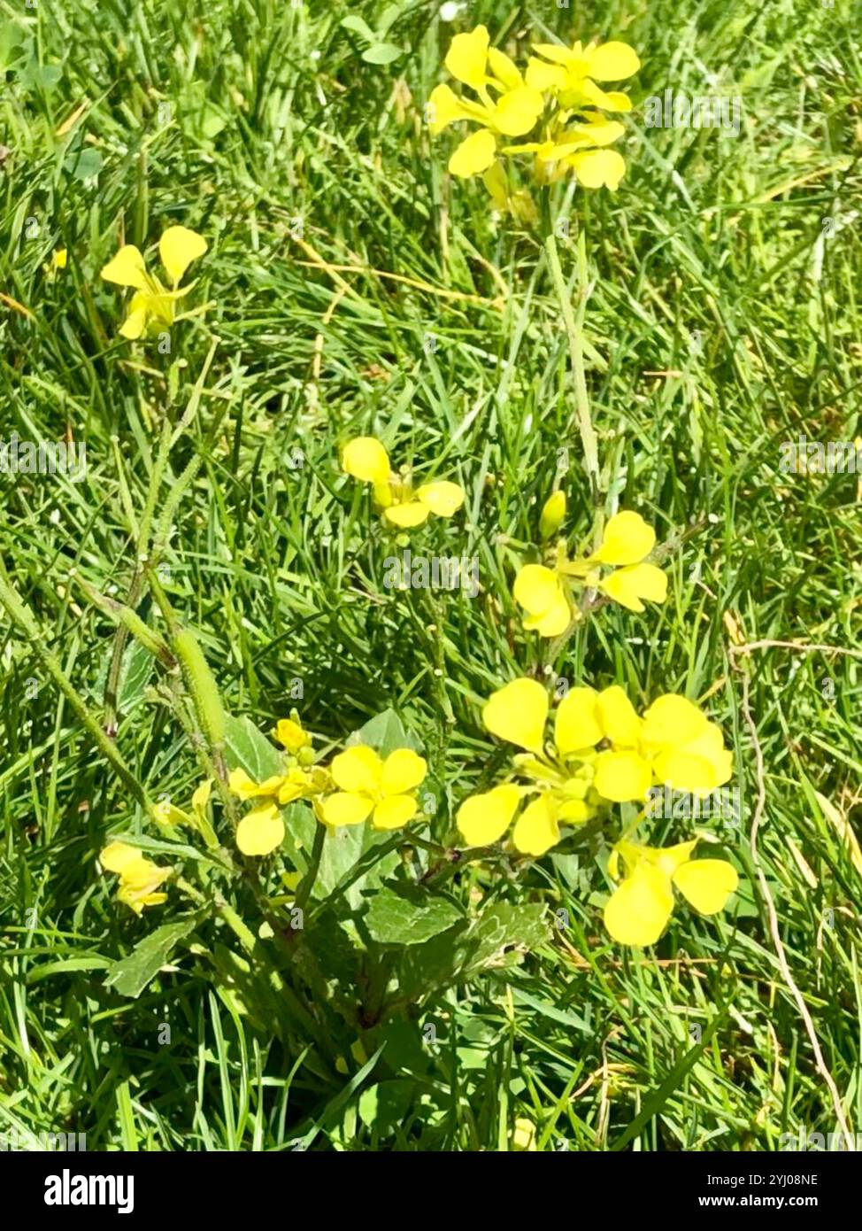 charlock (Mutarda arvensis Stock Photo - Alamy