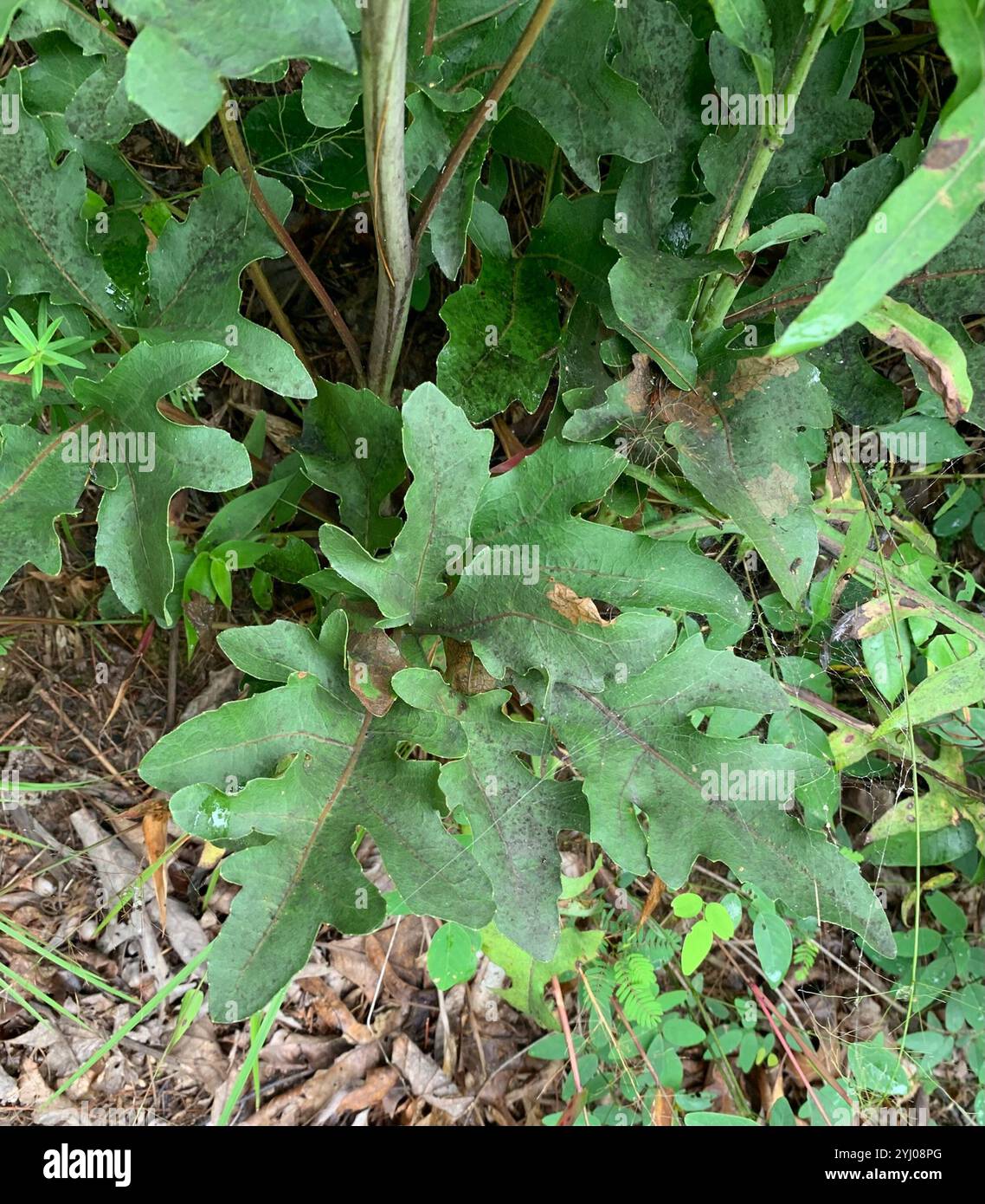 Kidney-leaf Rosinweed (Silphium compositum Stock Photo - Alamy