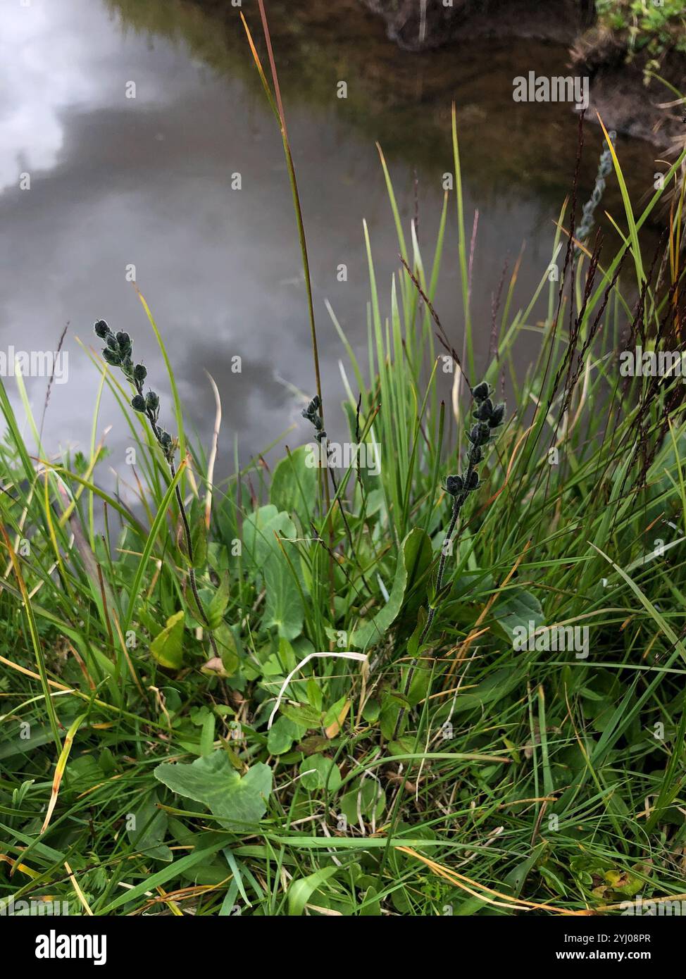 American alpine speedwell hi-res stock photography and images - Alamy