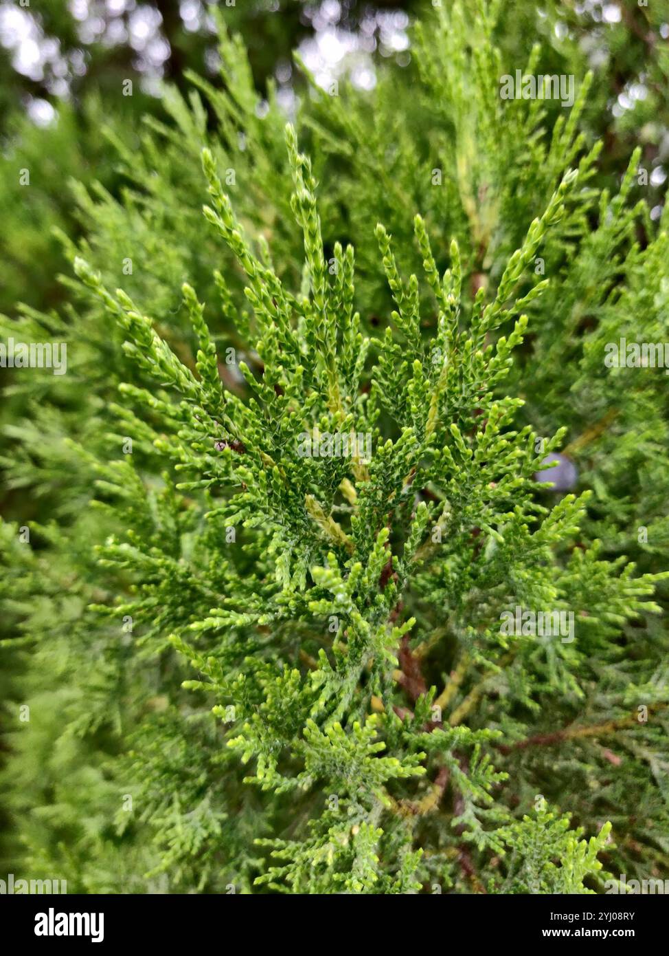 Greek juniper (Juniperus excelsa Stock Photo - Alamy