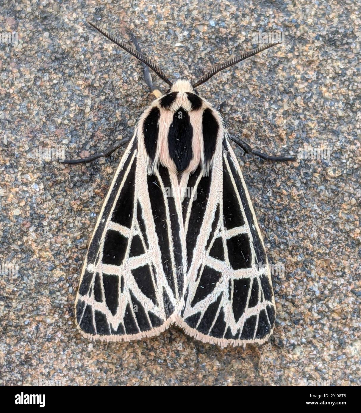 Parthenice Tiger Moth (Apantesis parthenice Stock Photo - Alamy