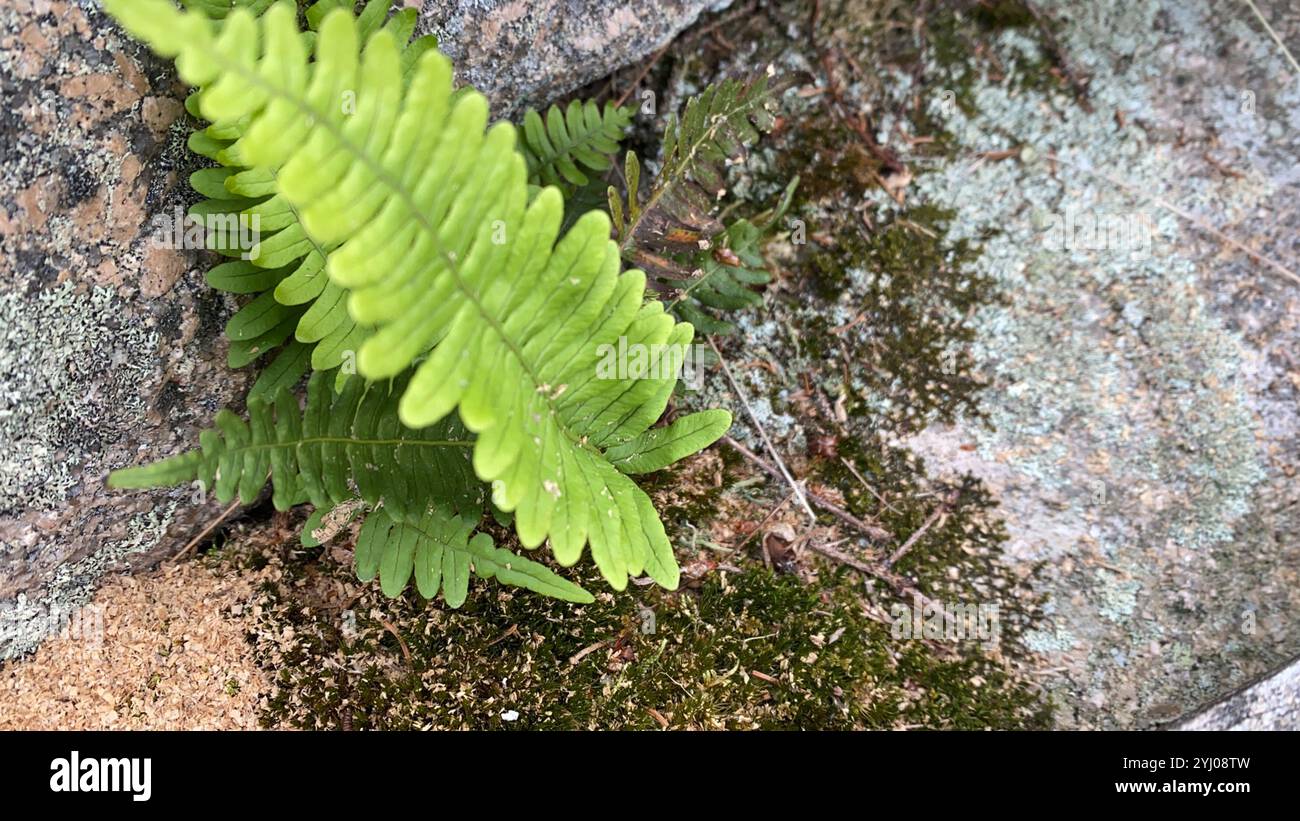 rock polypody (Polypodium virginianum Stock Photo - Alamy