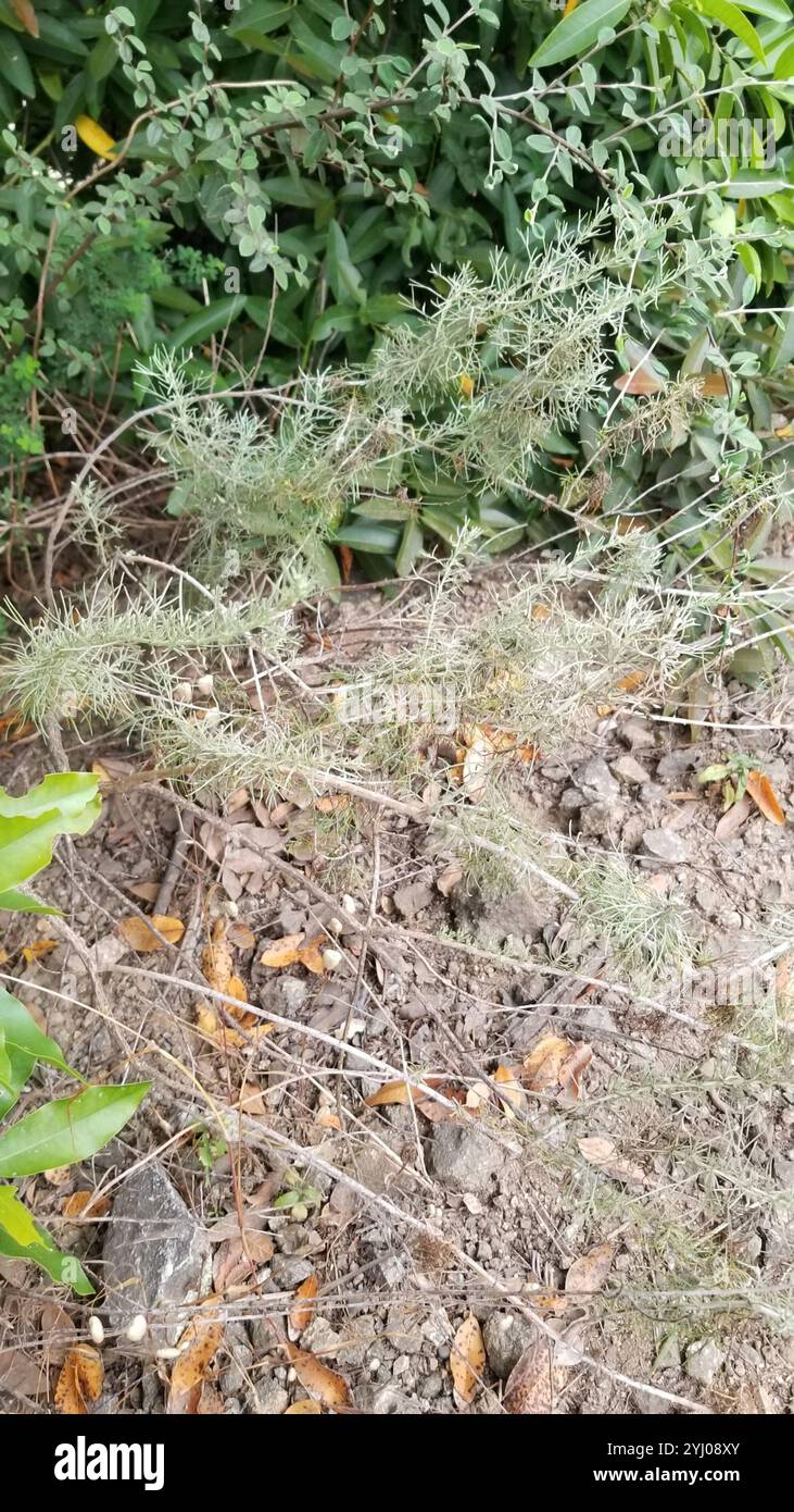 threadleaf groundsel (Senecio flaccidus Stock Photo - Alamy