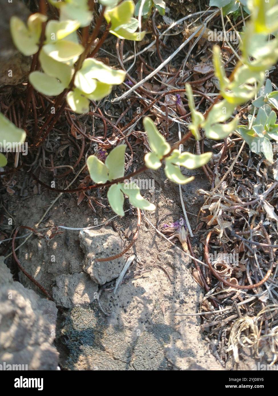 Brewer's cliffbrake (Pellaea breweri Stock Photo - Alamy