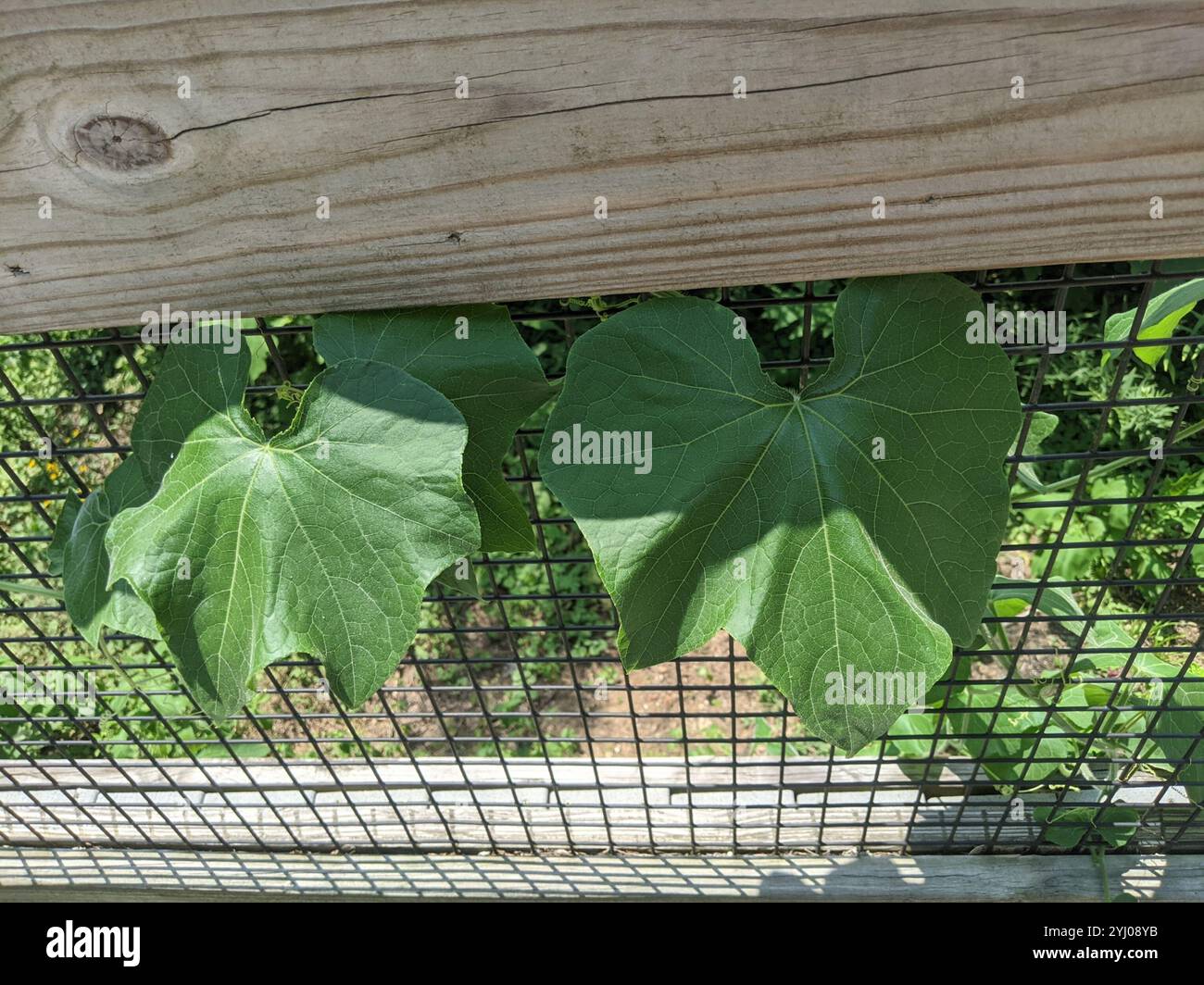 gourd family (Cucurbitaceae Stock Photo - Alamy