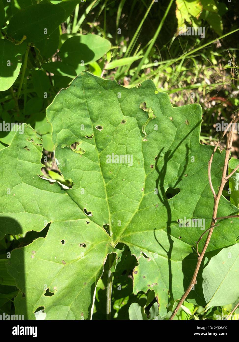 pale Indian plantain (Arnoglossum atriplicifolium Stock Photo - Alamy