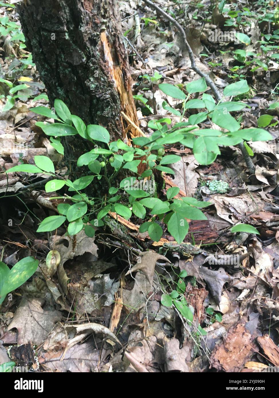 Early Lowbush Blueberry (Vaccinium pallidum Stock Photo - Alamy