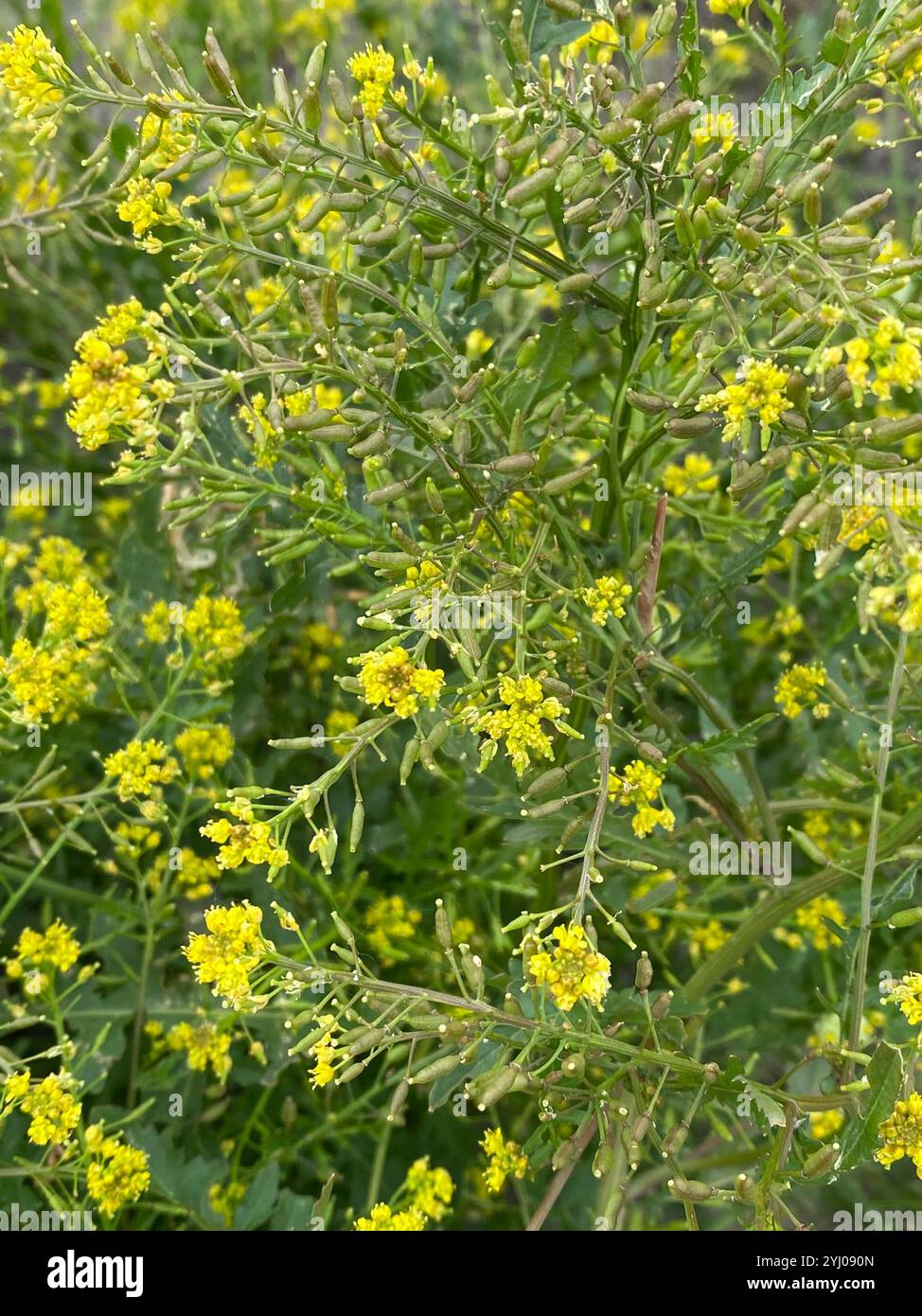 Bog Yellowcress (Rorippa palustris Stock Photo - Alamy