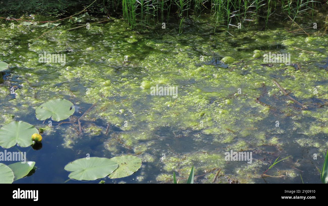 green algae (Chlorophyta Stock Photo - Alamy